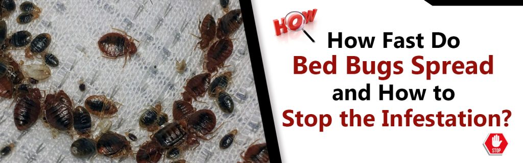 How Fast Do Bed Bugs Spread and How to Stop the Infestation?