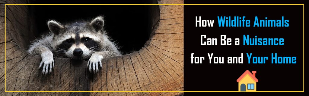 How Wildlife Animals Can Be a Nuisance for You and Your Home