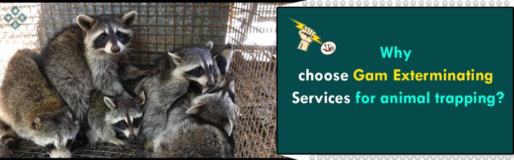 Why choose Gam Exterminating Services for animal trapping- Gam Exterminating America's Exterminators