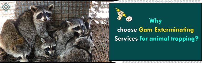 Why choose Gam Exterminating Services for Animal Trapping?