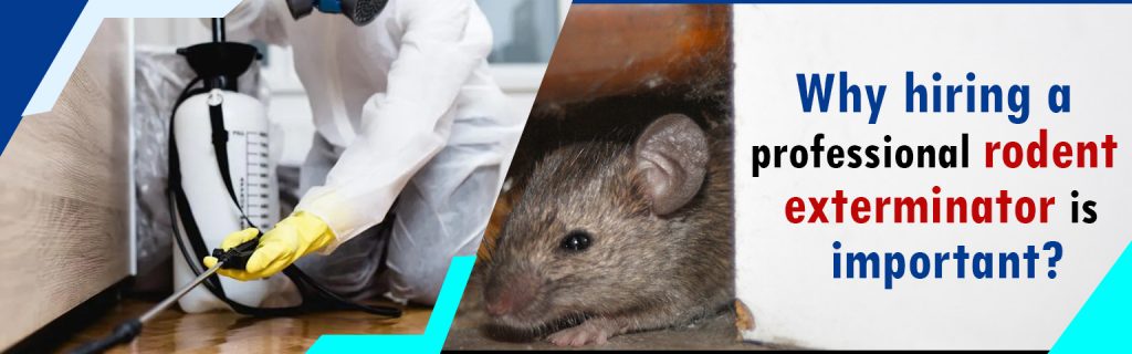 Why hiring a professional rodent exterminator is important?
